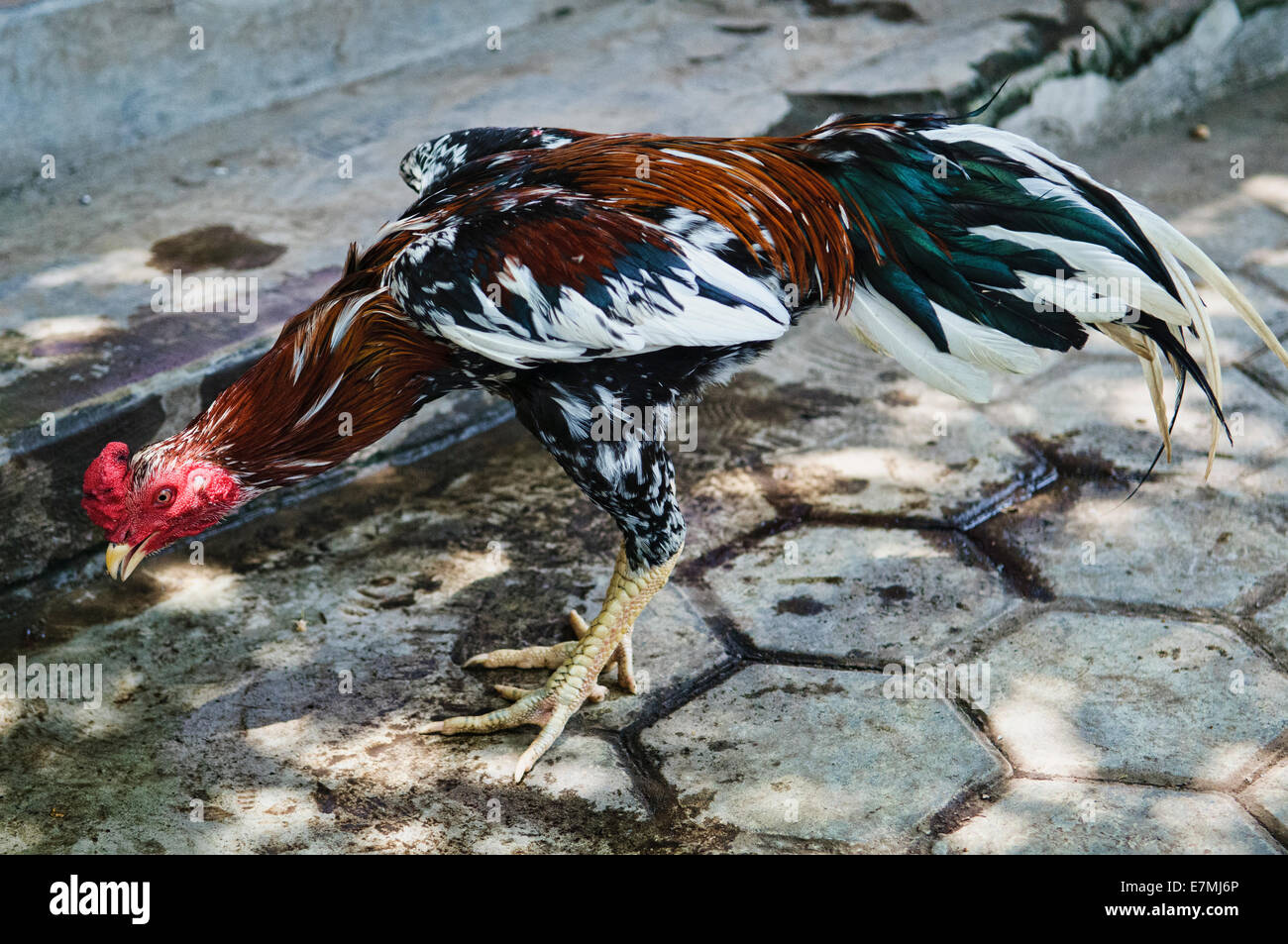 Java chicken Banque de photographies et d’images à haute résolution - Alamy