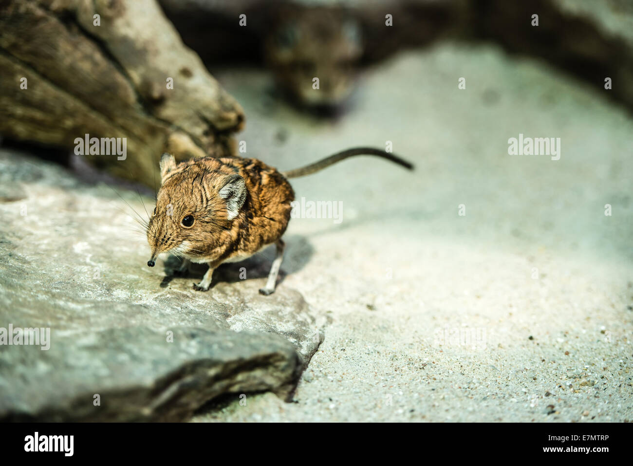 Musaraigne de l'éléphant Banque de photographies et d’images à haute ...