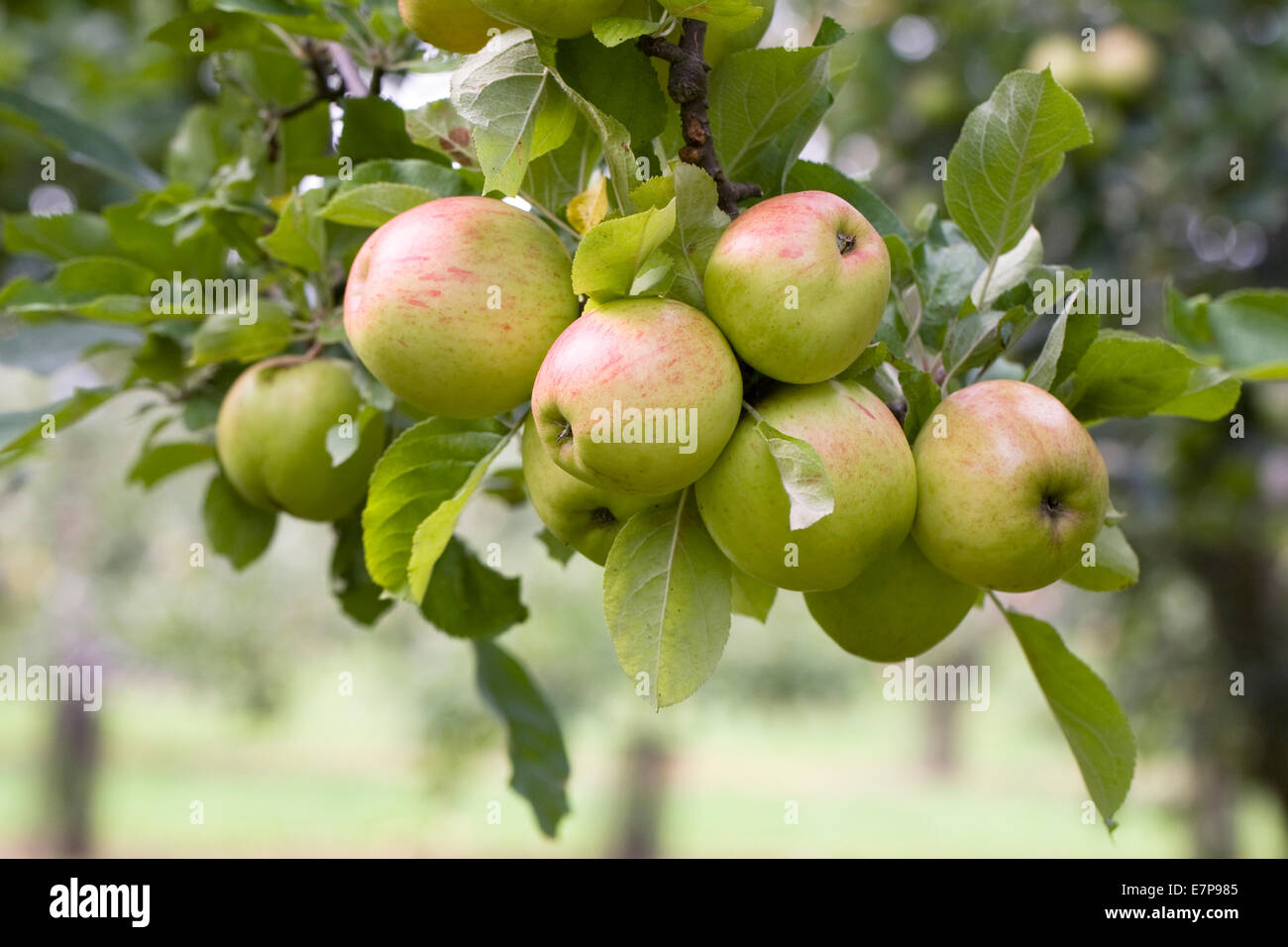 Vergers de pommes Banque de photographies et d’images à haute ...