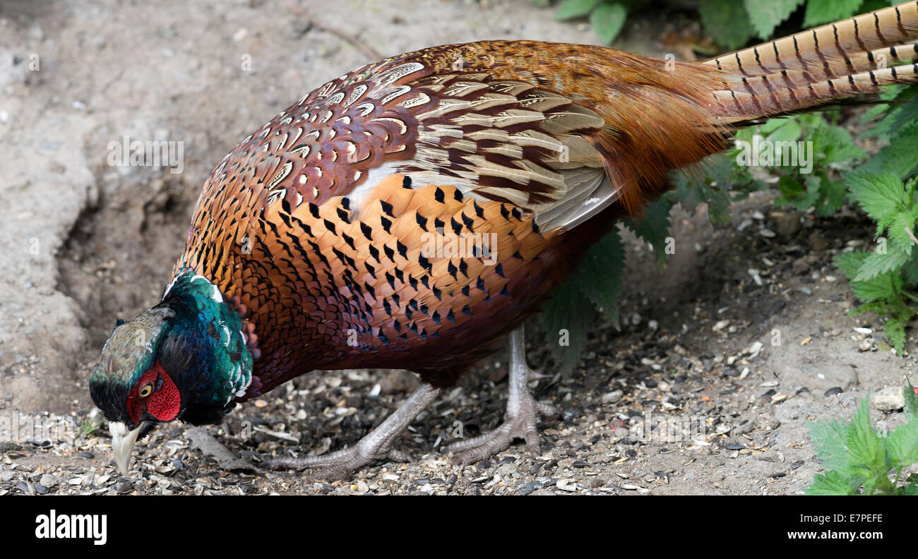 Coq Faisan mâle de couleur vive qui se nourrissent de la semence à ...