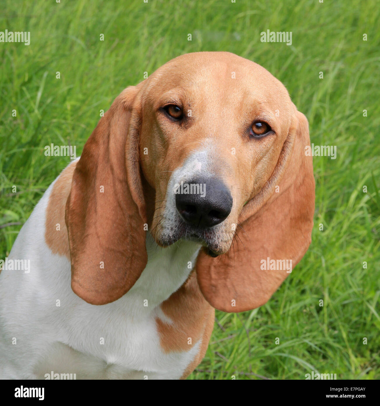Swiss hound Banque de photographies et d’images à haute résolution - Alamy