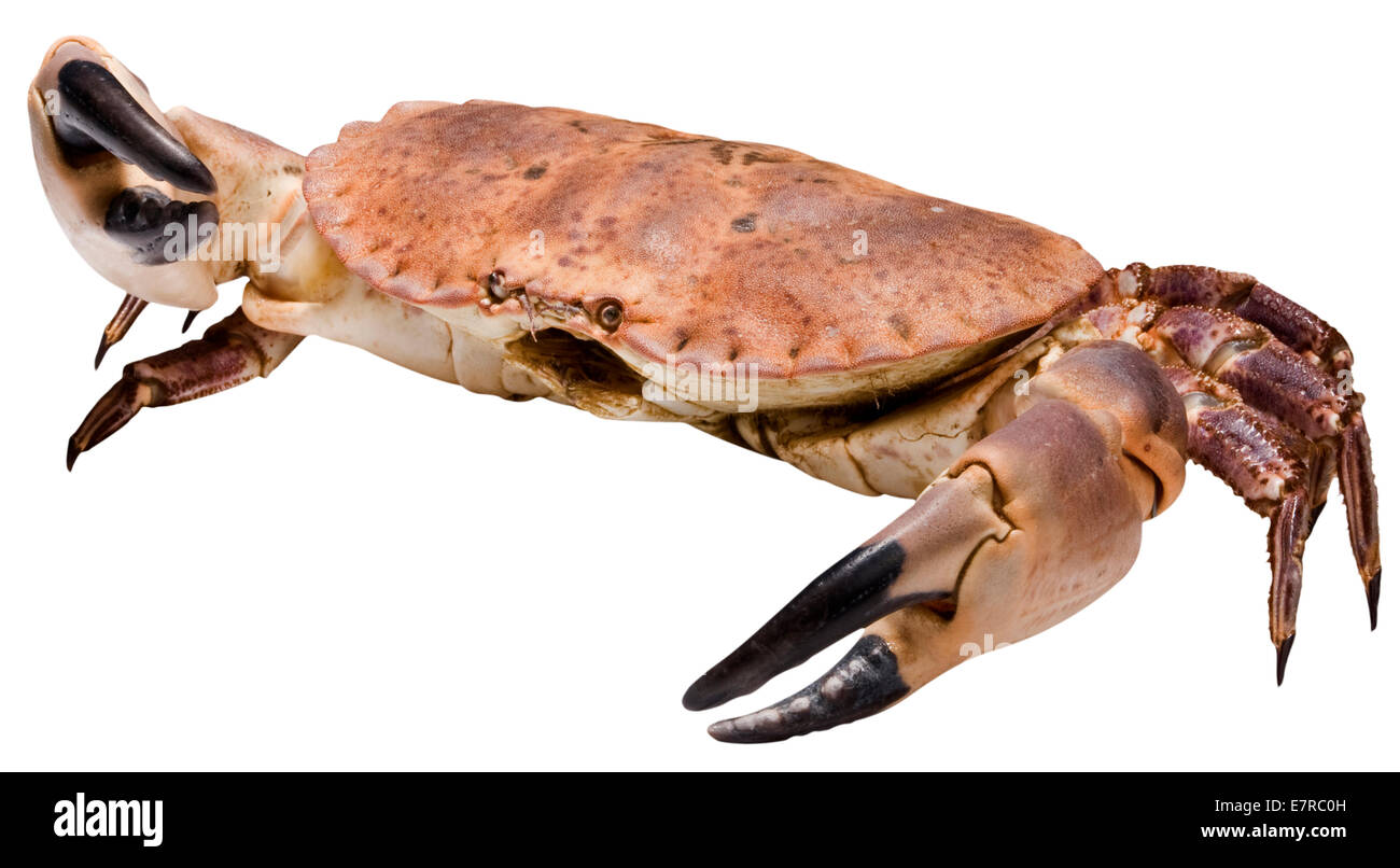 Poisson crabe Banque de photographies et d’images à haute résolution ...