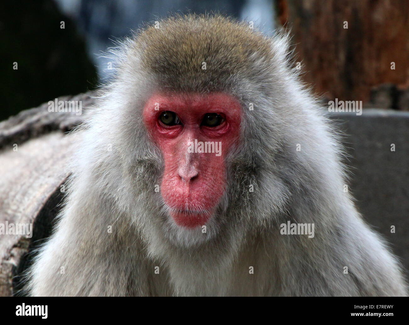 Tête de macaque Banque de photographies et d’images à haute résolution ...