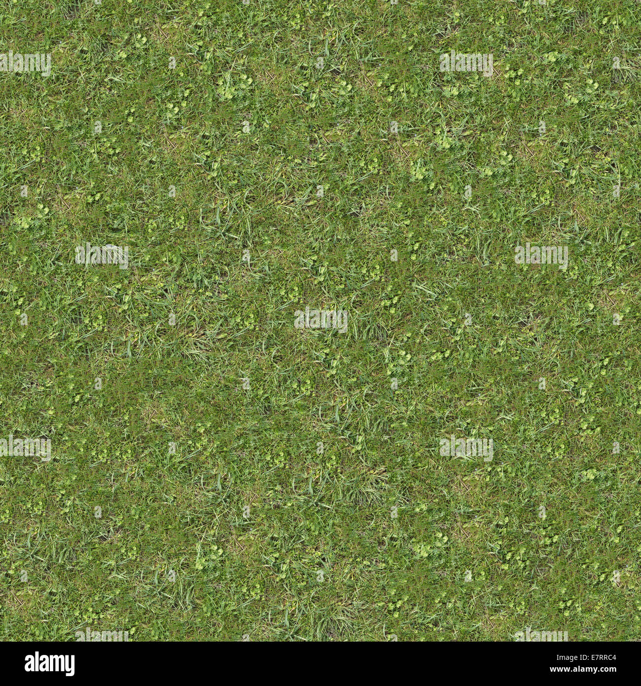 Pelouse verte de l'herbe. Seamless Texture Photo Stock - Alamy