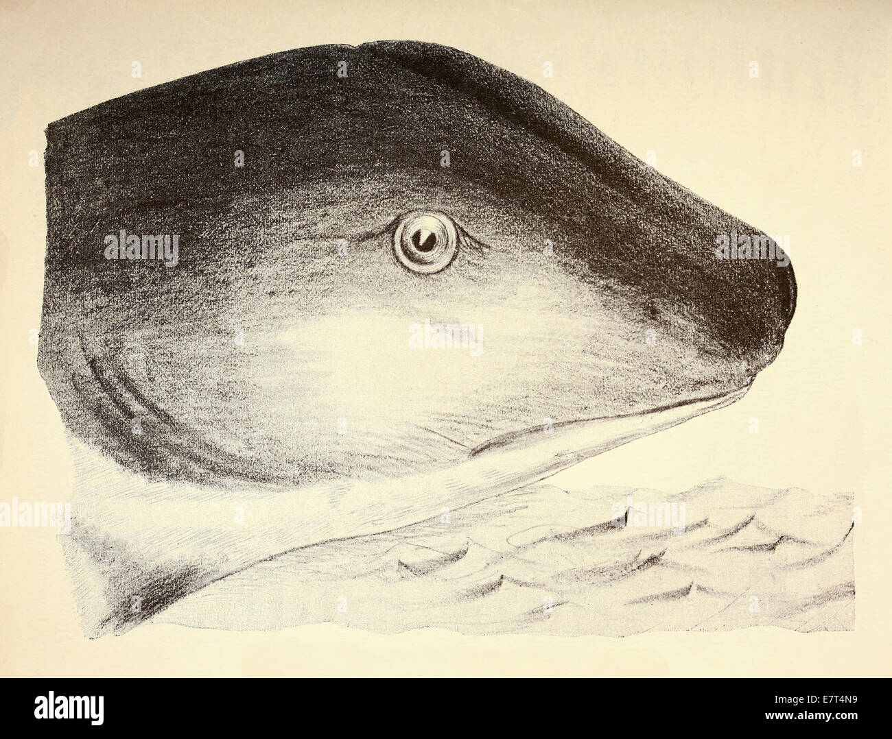 Hms serpent Banque de photographies et d’images à haute résolution - Alamy