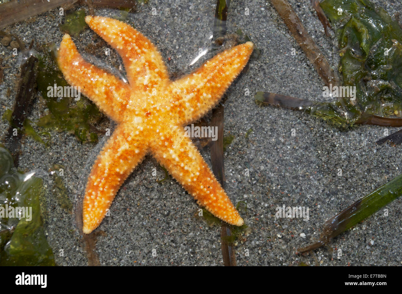 étoile de mer orange Banque de photographies et d’images à haute ...