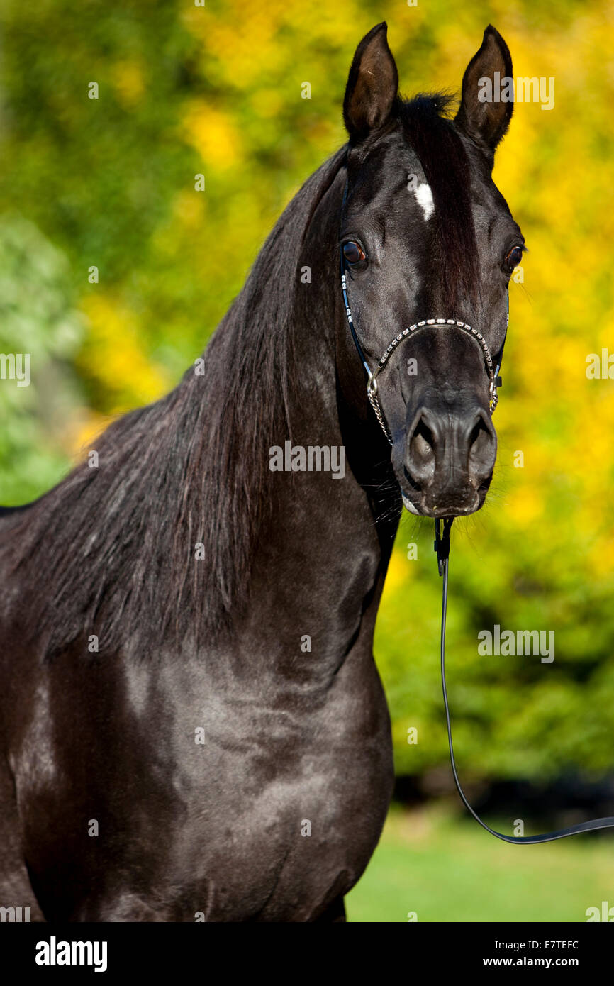 Cheval pur sang arabe portant un show halter, étalon noir, à l'automne ...