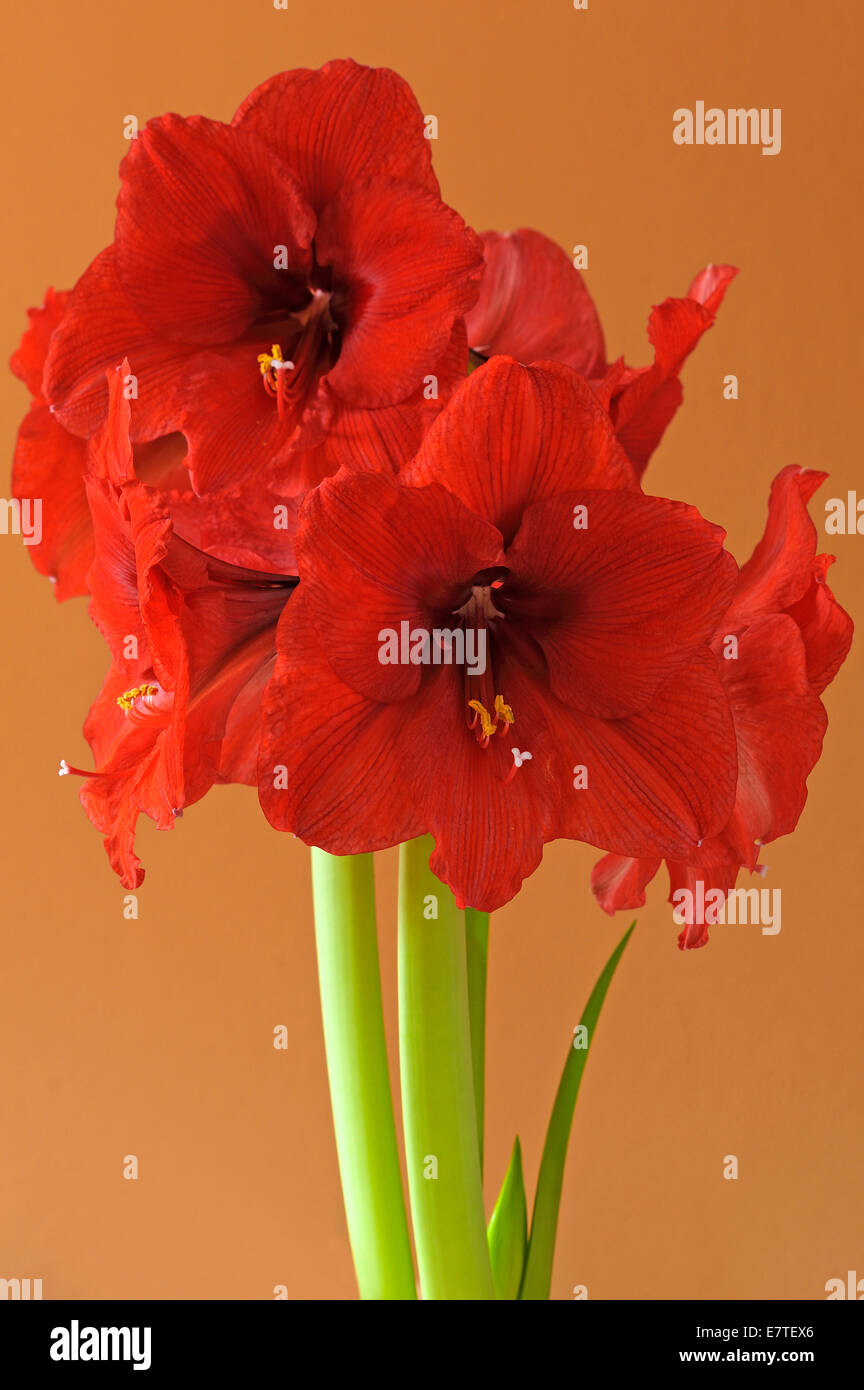 Red amaryllis flowers Banque de photographies et d’images à haute ...