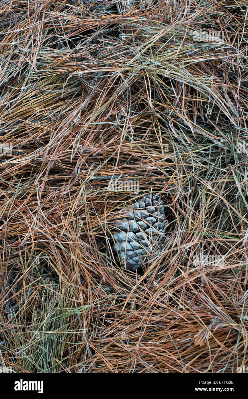 Pinus sylvestris cone Banque de photographies et d’images à haute ...