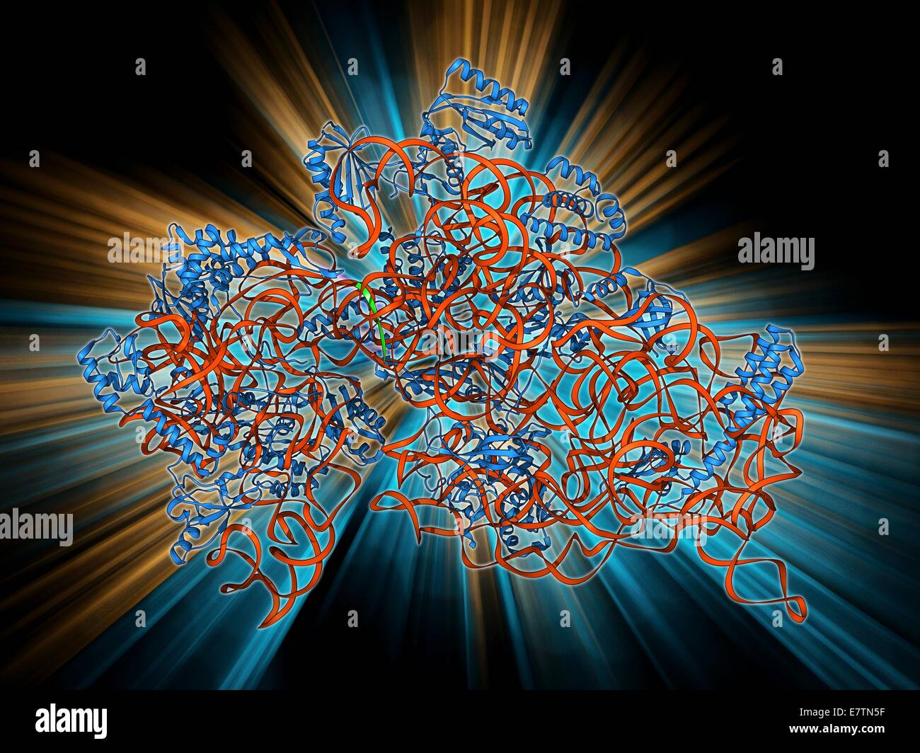 Les ribosomes Banque de photographies et d’images à haute résolution ...