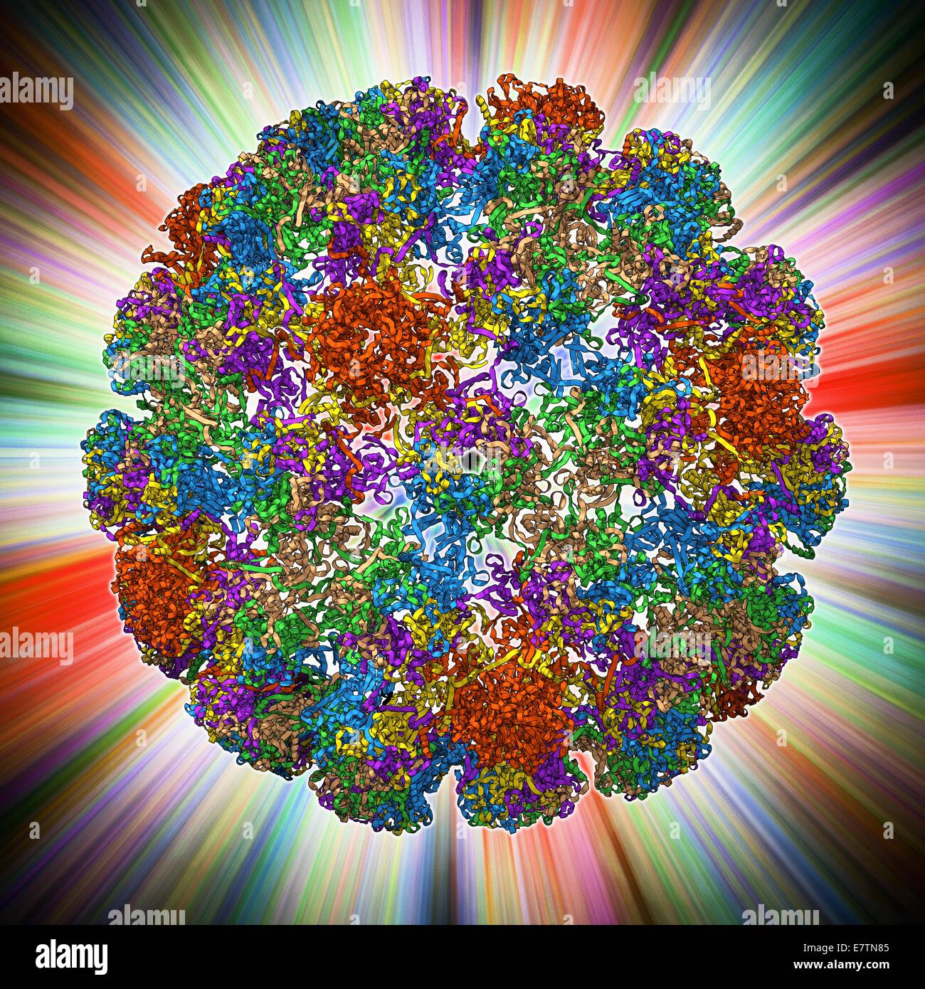 Le virus du papillome humain (VPH), le modèle moléculaire de la capside ...