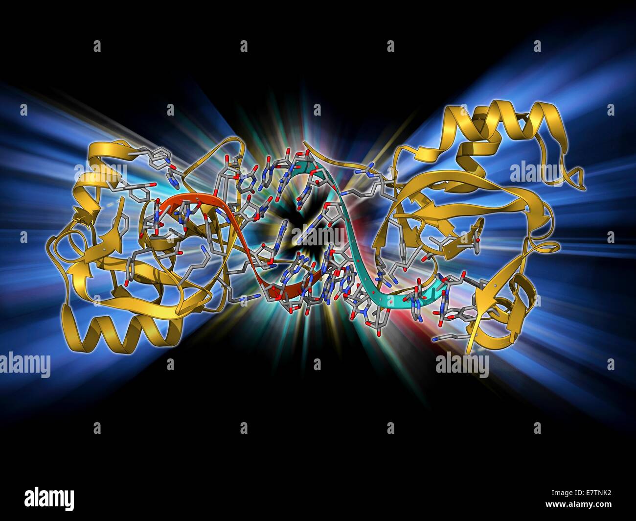 Induite par l'ARN silencing complex (RISC), le modèle moléculaire. Ce ...