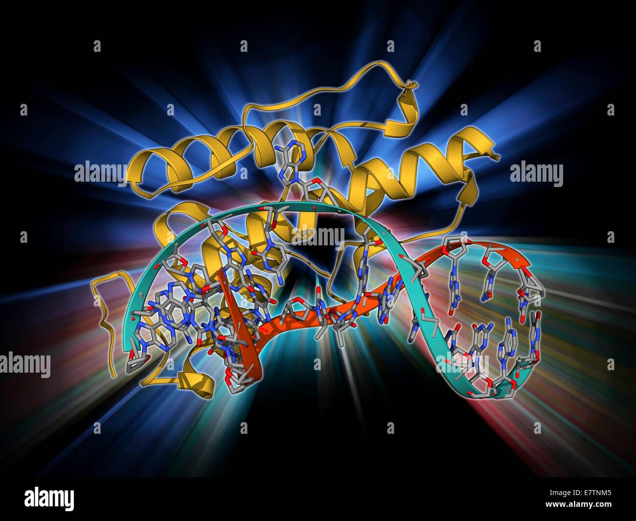 Les enzymes de restriction Banque de photographies et d’images à haute ...