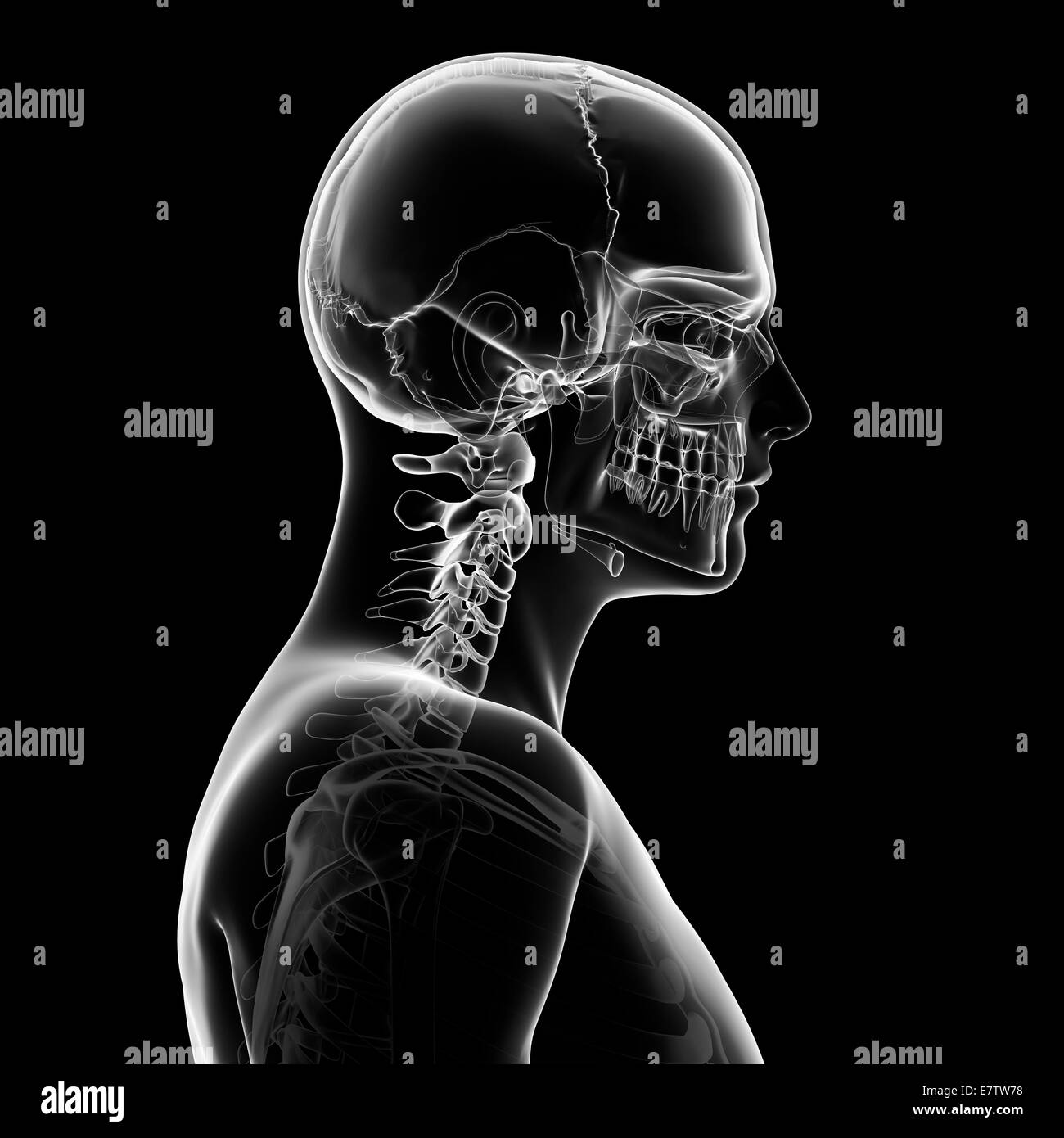 Anatomie du cou humain Banque d'images noir et blanc - Alamy