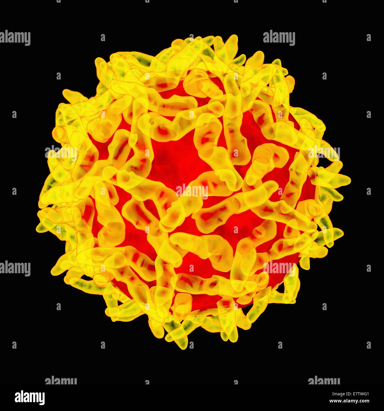 Le virus de la fièvre jaune, l'oeuvre de l'ordinateur Photo Stock - Alamy