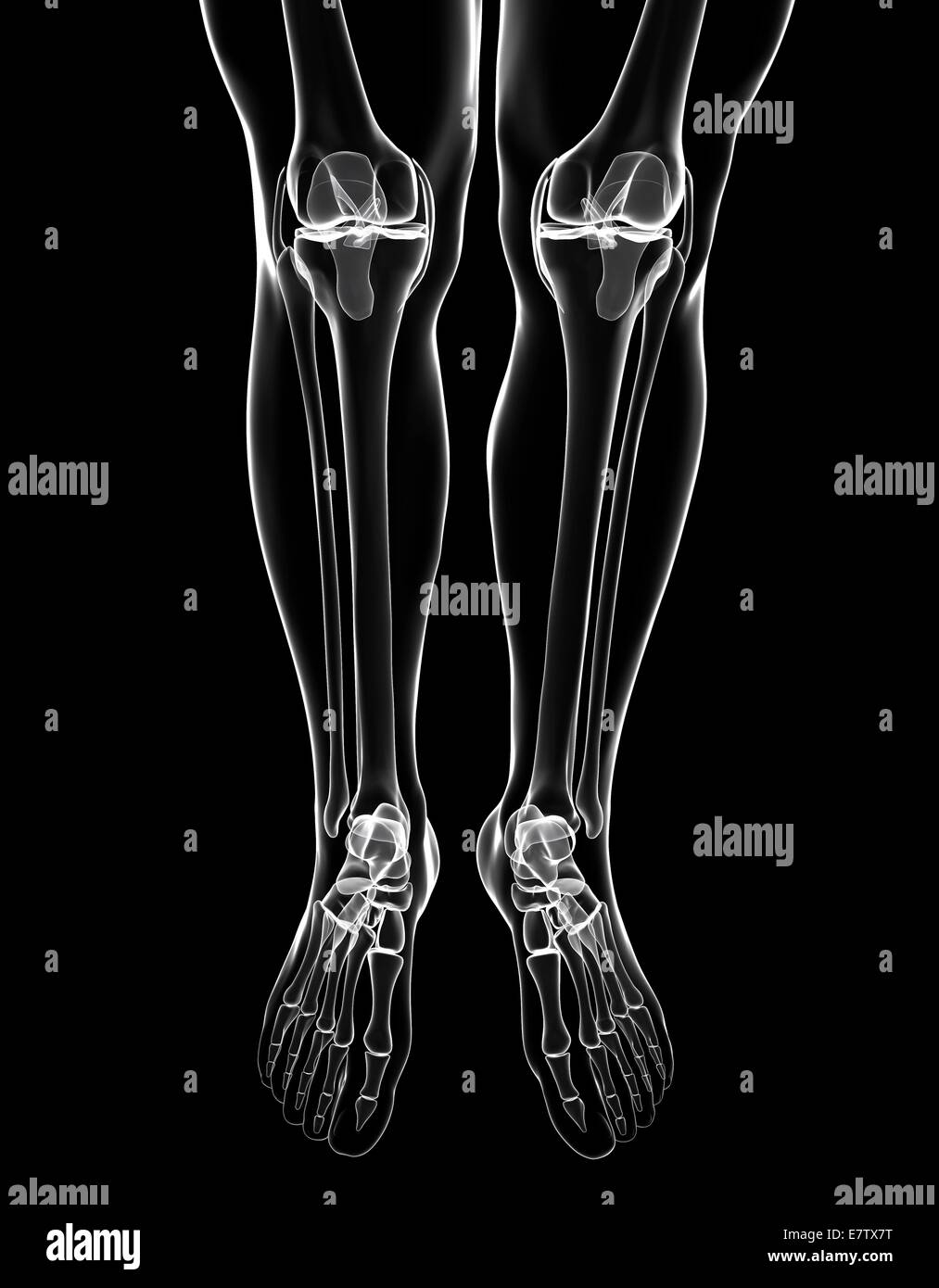 Os de la jambe et du pied humains Banque de photographies et d’images à ...