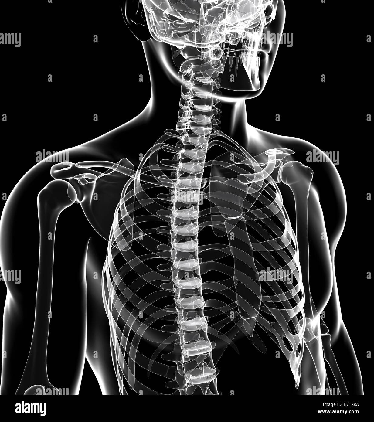 Musculo squelettique musculo squelettique Banque d'images noir et blanc ... Musculo squelettique musculo squelettique Banque d'images noir et blanc ...