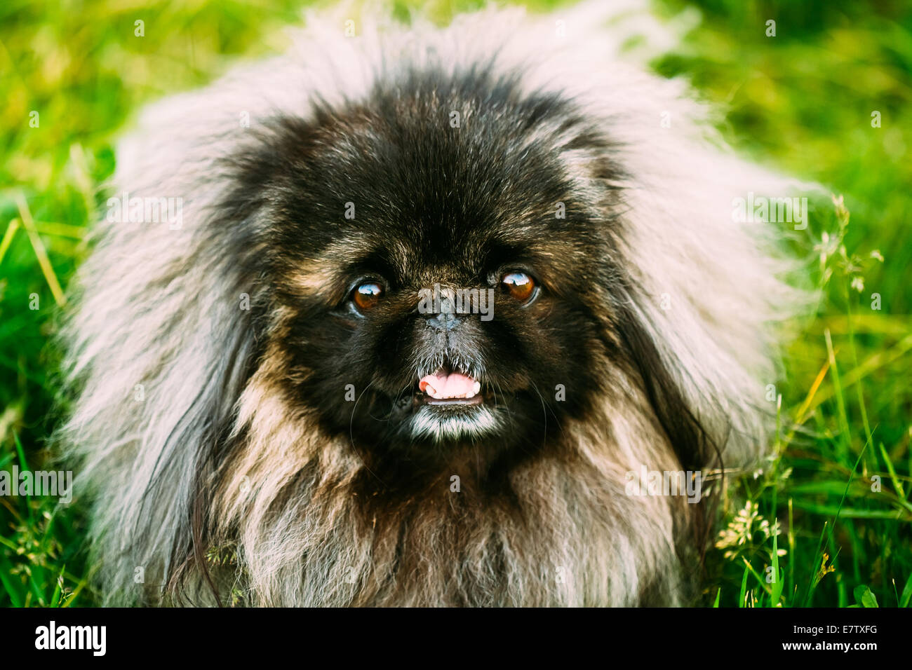 Funny gris mignon petit canard pékinois Peke chien reposant sur l'herbe ...