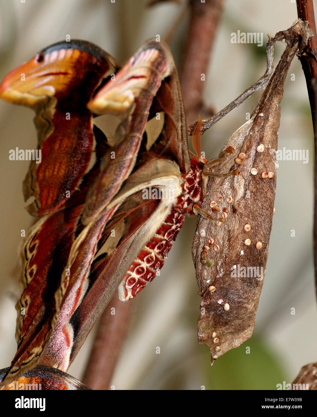 Papillon Attacus Atlas géant (atlas), close-up, accroché à sa nymphe ou ...