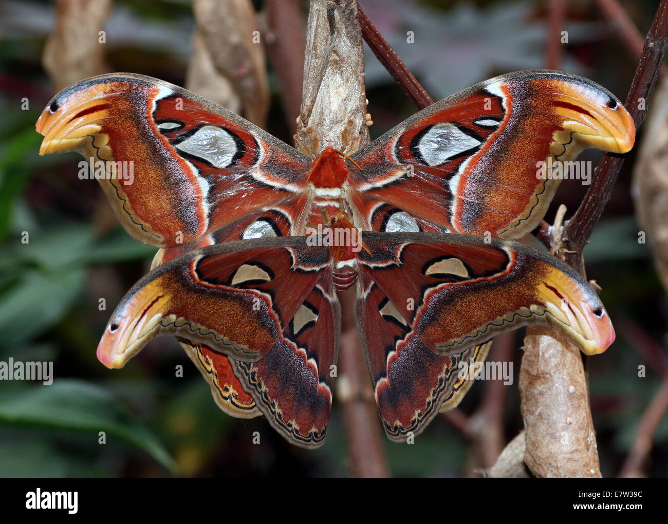 Atlas papillon attacus atlas Banque de photographies et d’images à haute résolution - Page 2 - Alamy