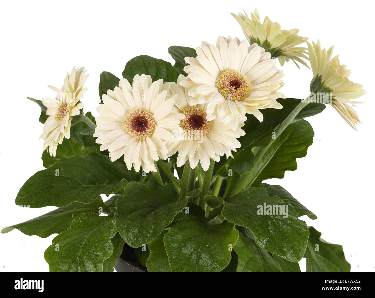 Gerbera blanc Banque de photographies et d’images à haute résolution ...