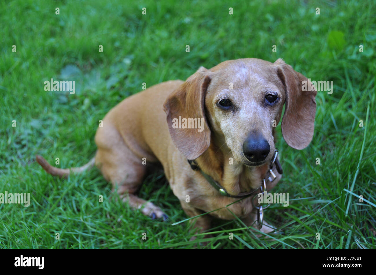 Teckel assis Banque de photographies et d’images à haute résolution - Alamy