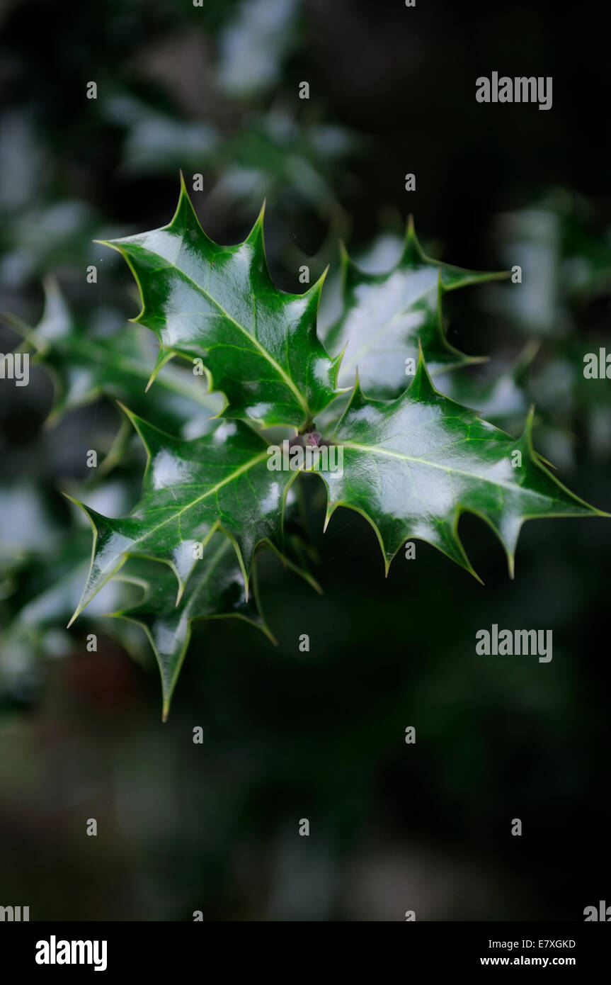 Houx arbuste Banque de photographies et d’images à haute résolution - Alamy