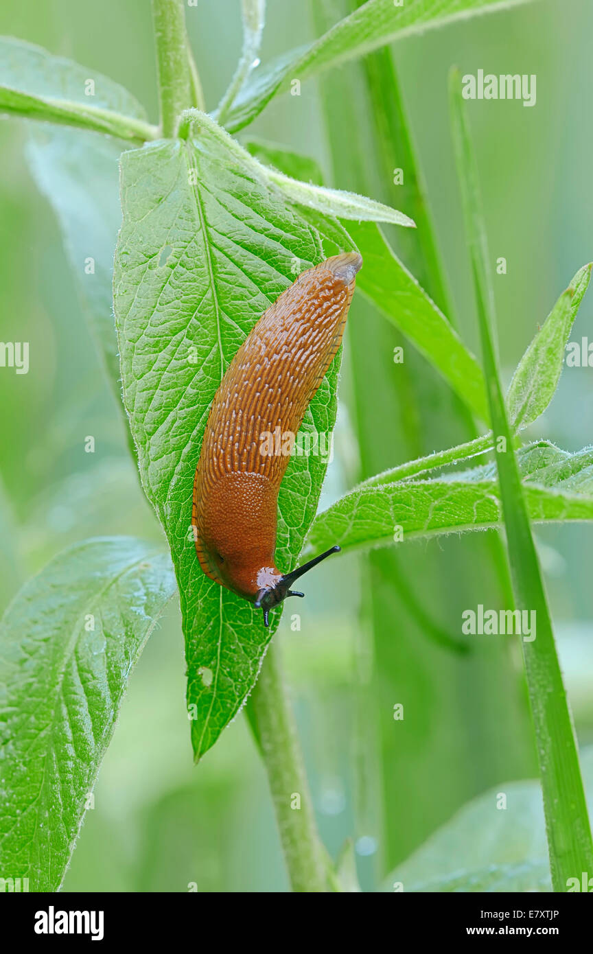 Feuilles de limace Banque de photographies et d’images à haute ...