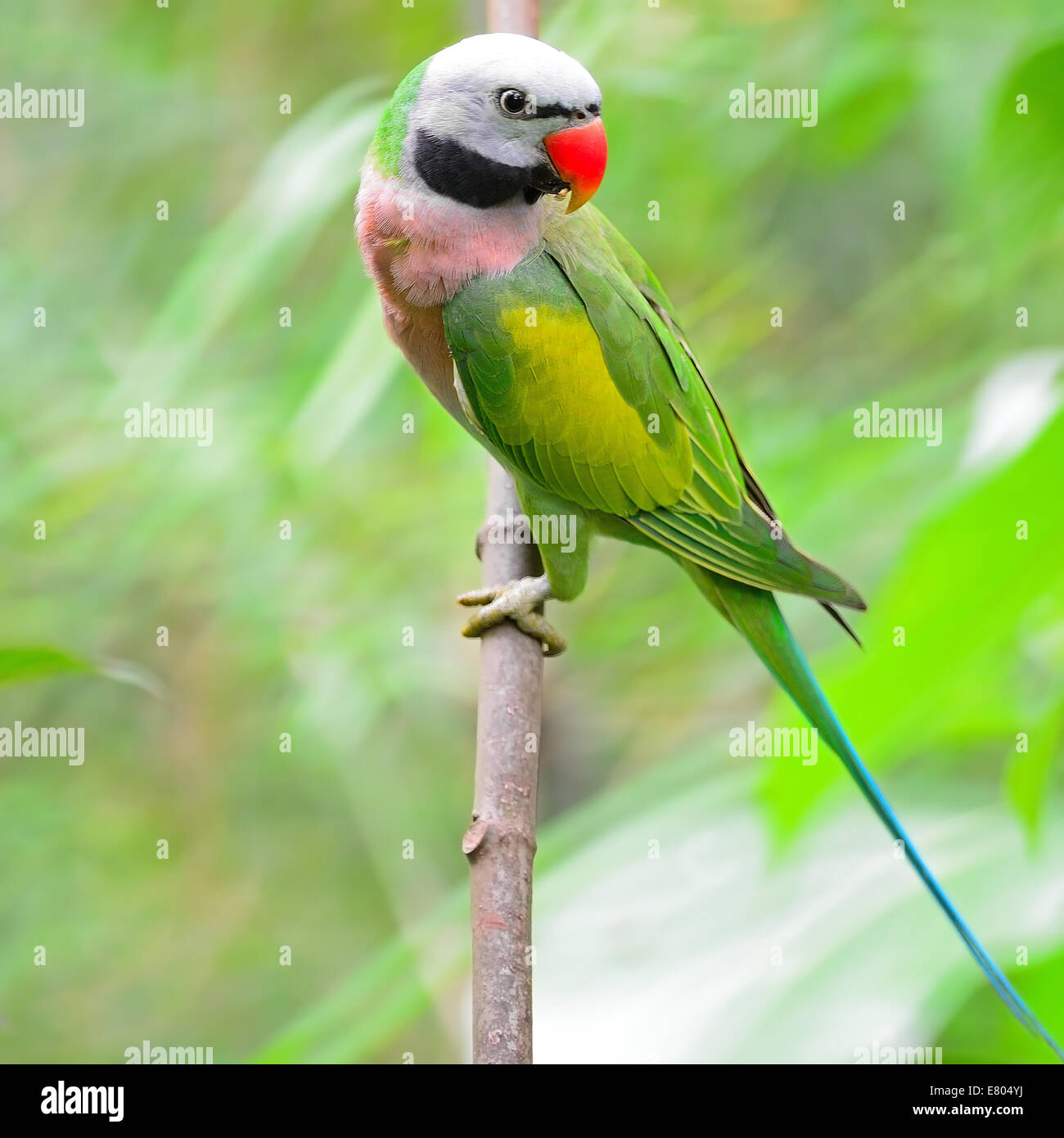 Belle Perruche oiseau, mâle, rouge-breasted parakeet (Psittacula ...