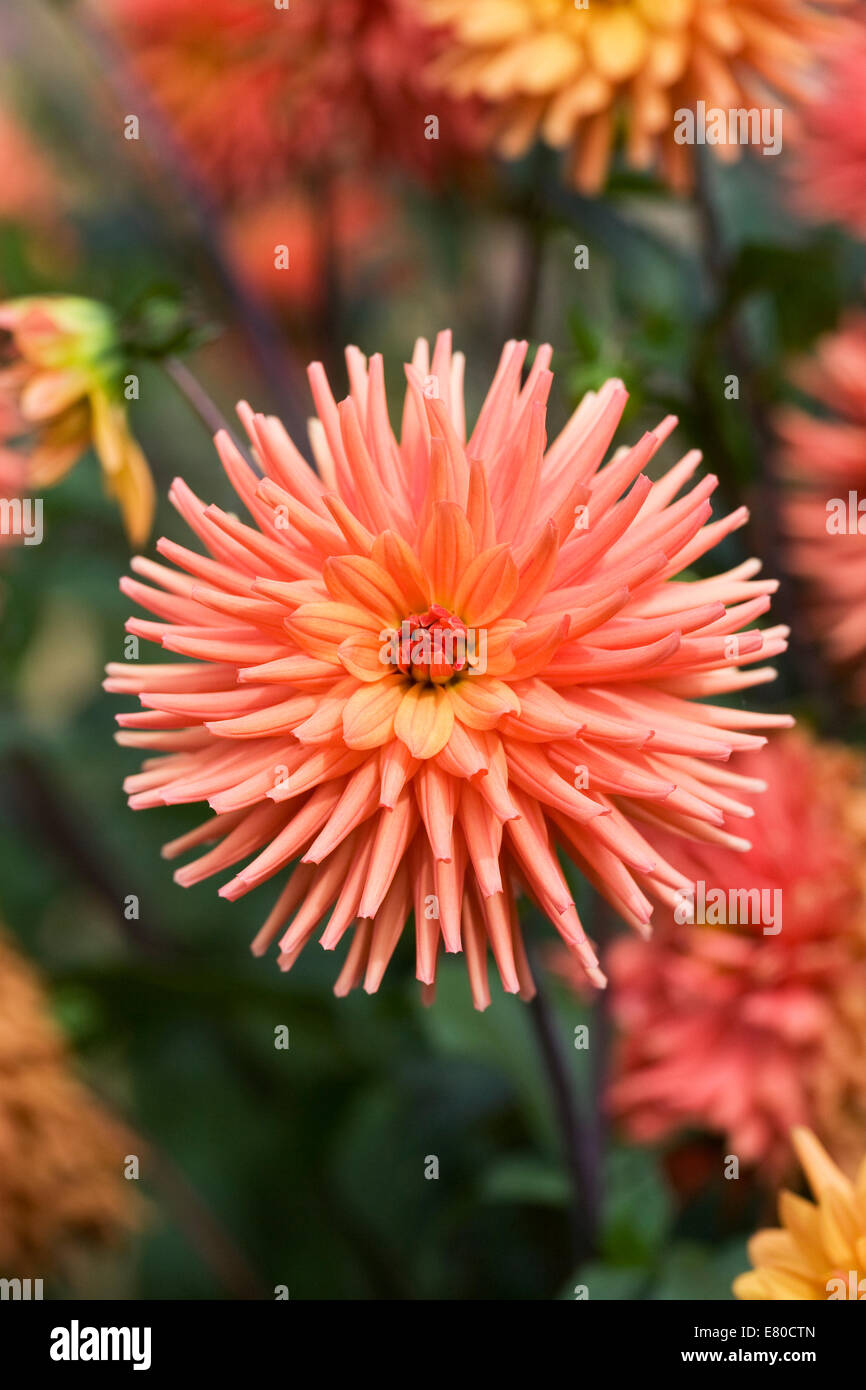 Rose saumon rose Banque de photographies et d’images à haute résolution ...