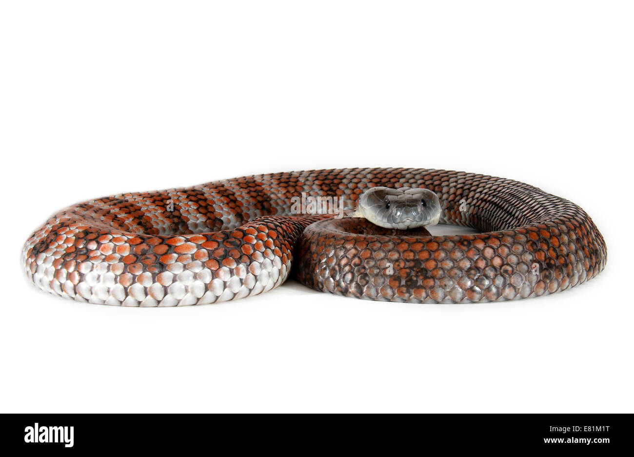 Australian tiger snake Banque de photographies et d’images à haute ...