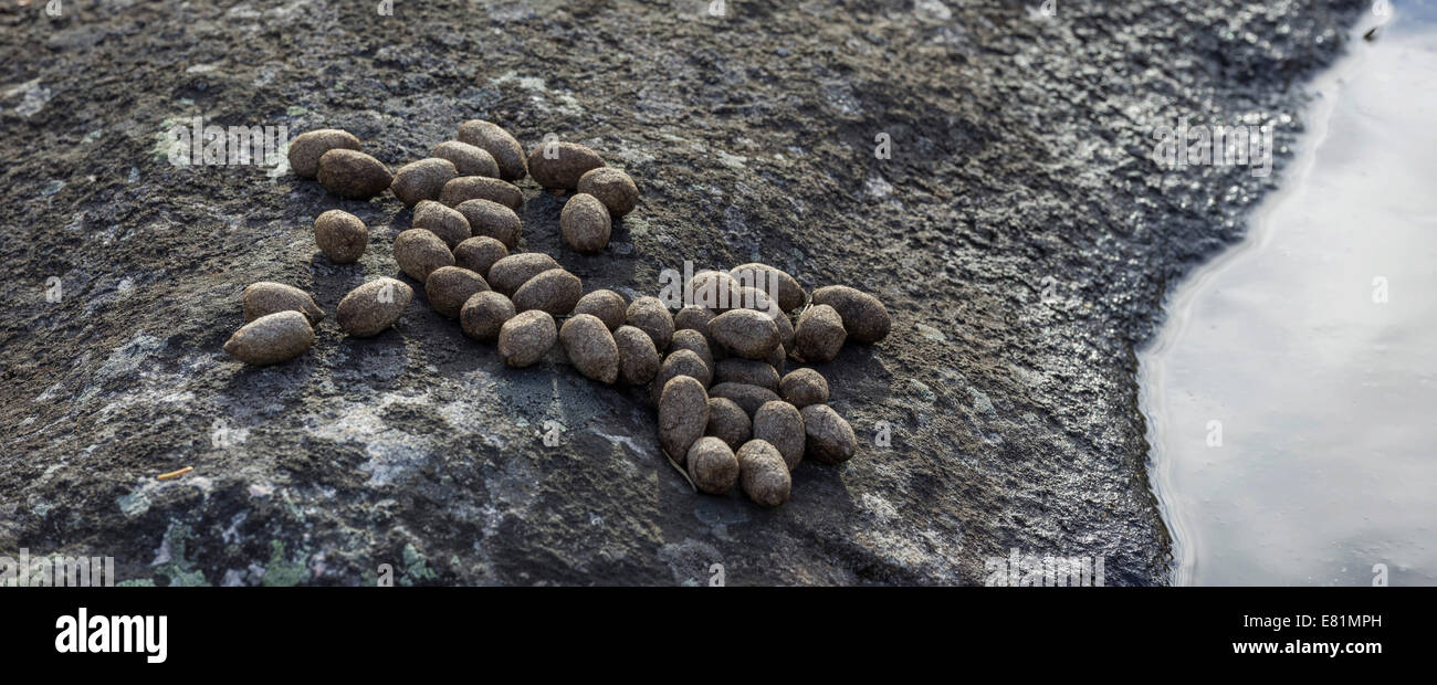Crottes de renne Banque de photographies et d’images à haute résolution ...