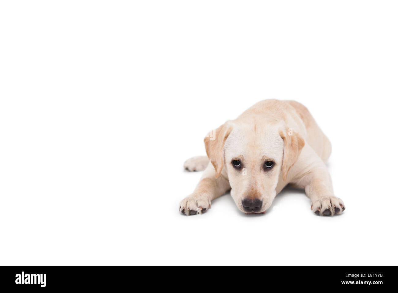 Chien couchant Banque d'images détourées - Alamy