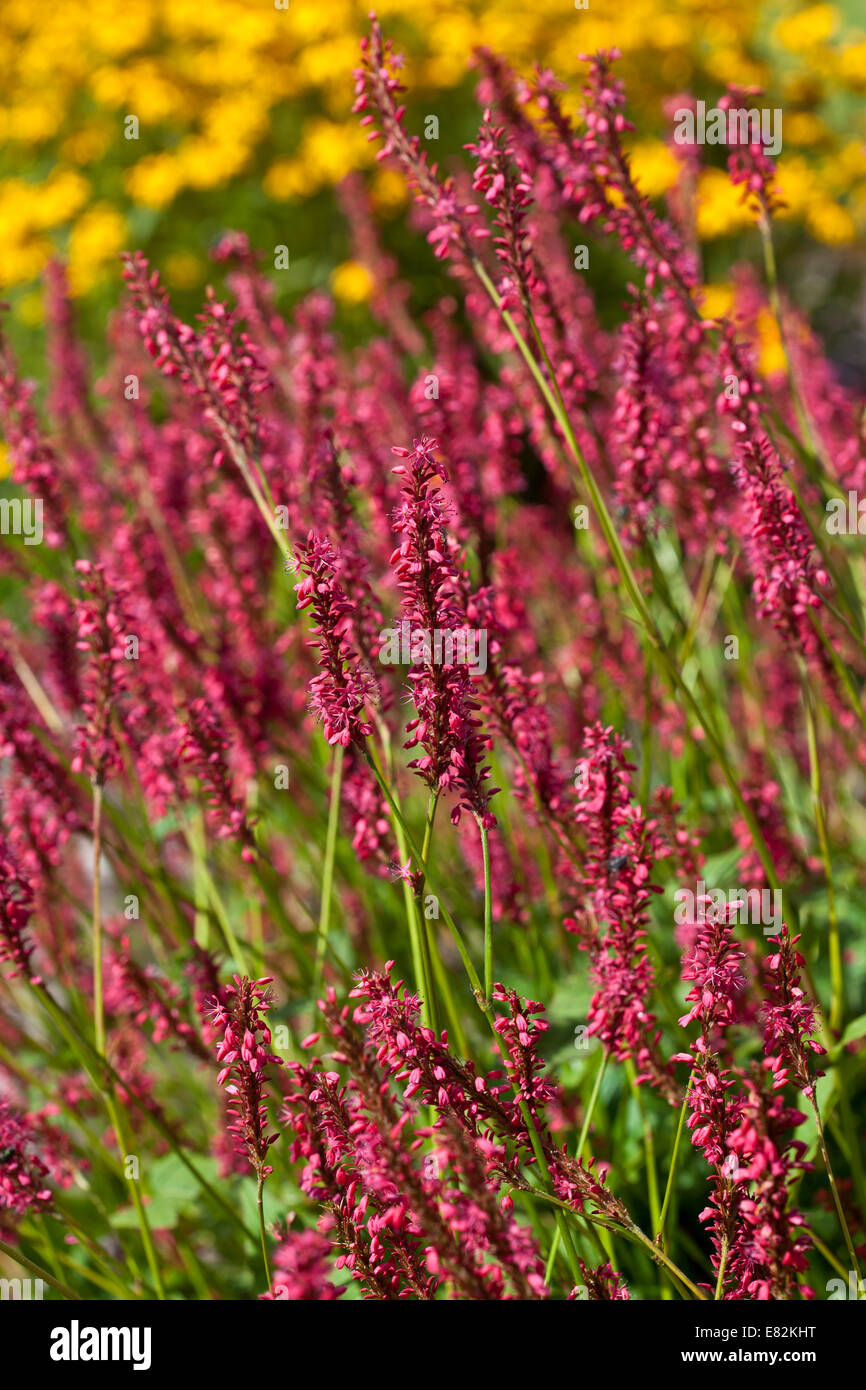 Persicaria amplexicaulis firetail Banque de photographies et d’images à ...