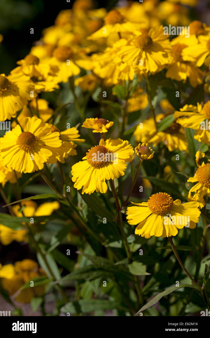 Helenium autumnale Banque de photographies et d’images à haute ...