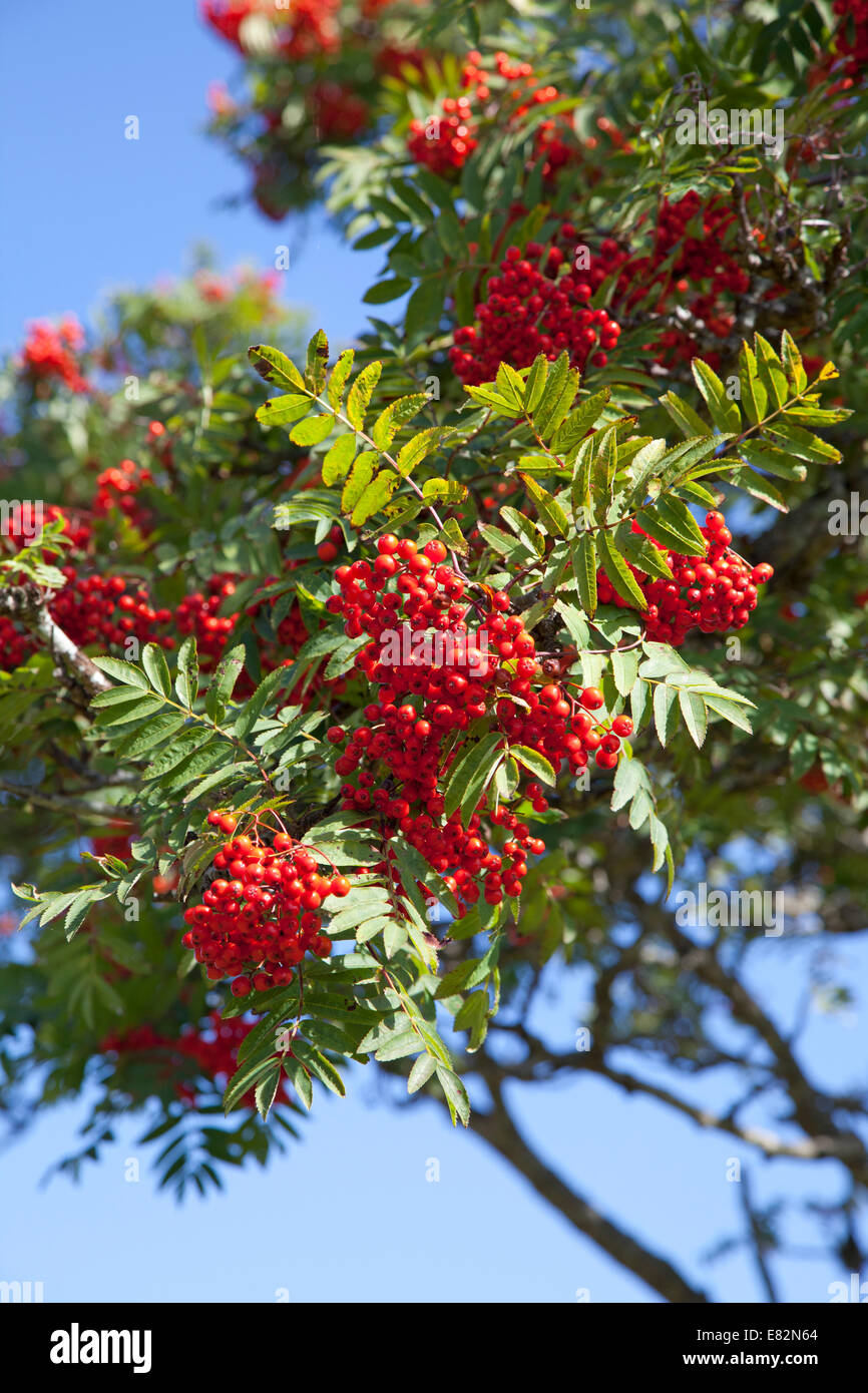Sorbus aucuparia Banque de photographies et d’images à haute résolution ...