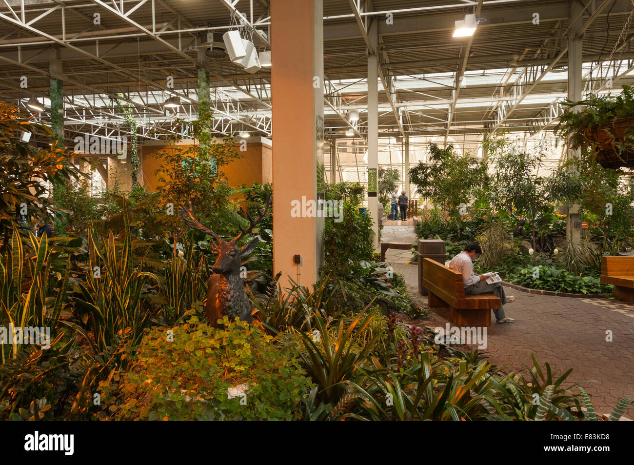 Végétaux dévonien Banque de photographies et d’images à haute résolution - Alamy