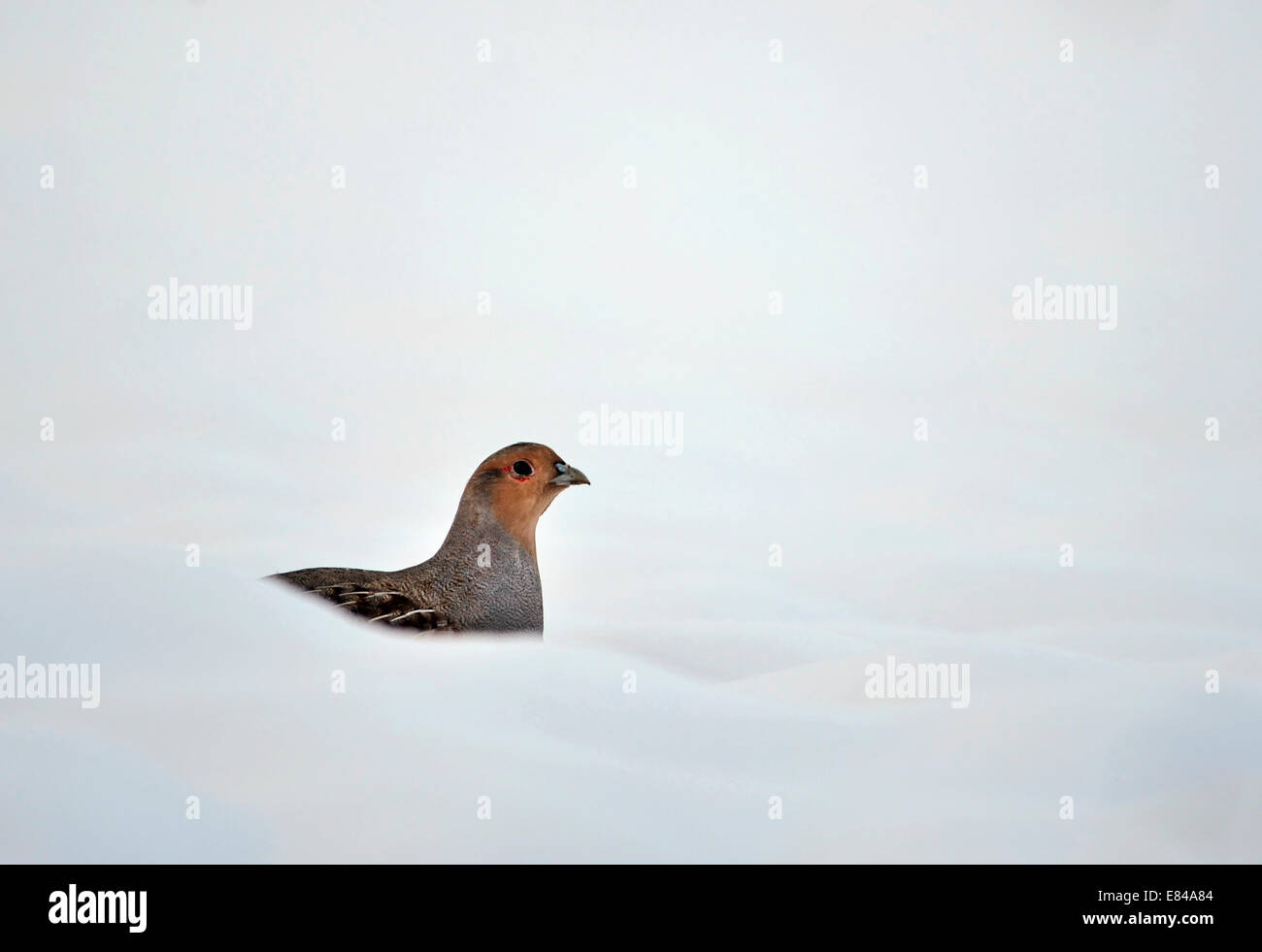 Perdrix Oiseau Gibier De Norfolk Banque d'image et photos - Alamy