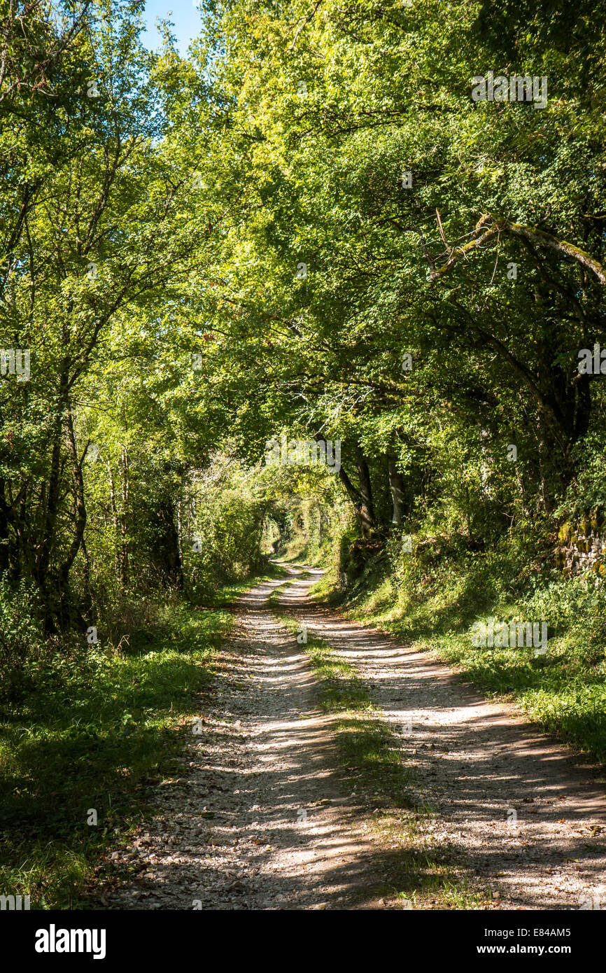 Sentier dans les bois Banque de photographies et d’images à haute ...