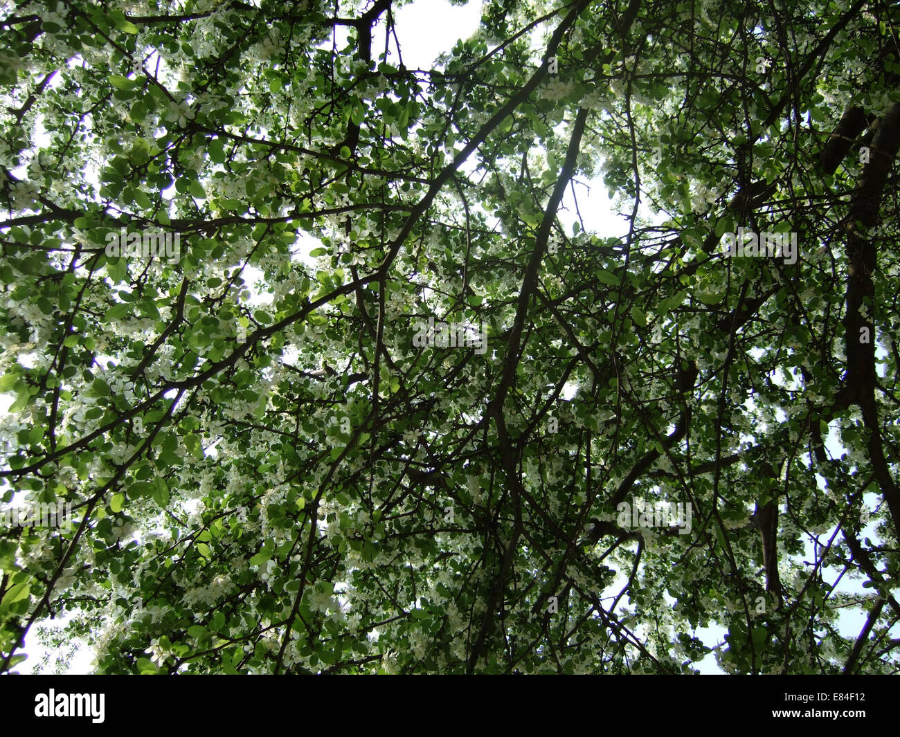 Arbre en fleurs au printemps Banque de photographies et d’images à ...
