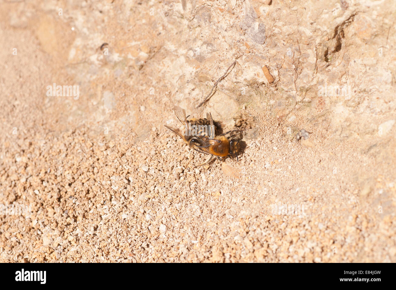 Accouplement des abeilles Banque de photographies et d’images à haute ...