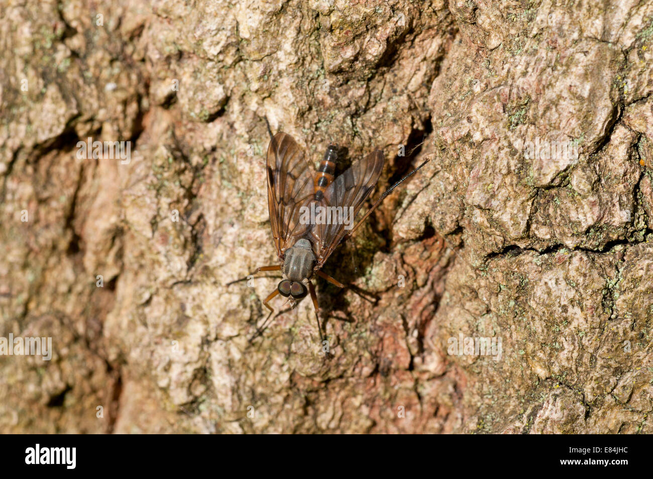 Snipe fly uk Banque de photographies et d’images à haute résolution - Alamy