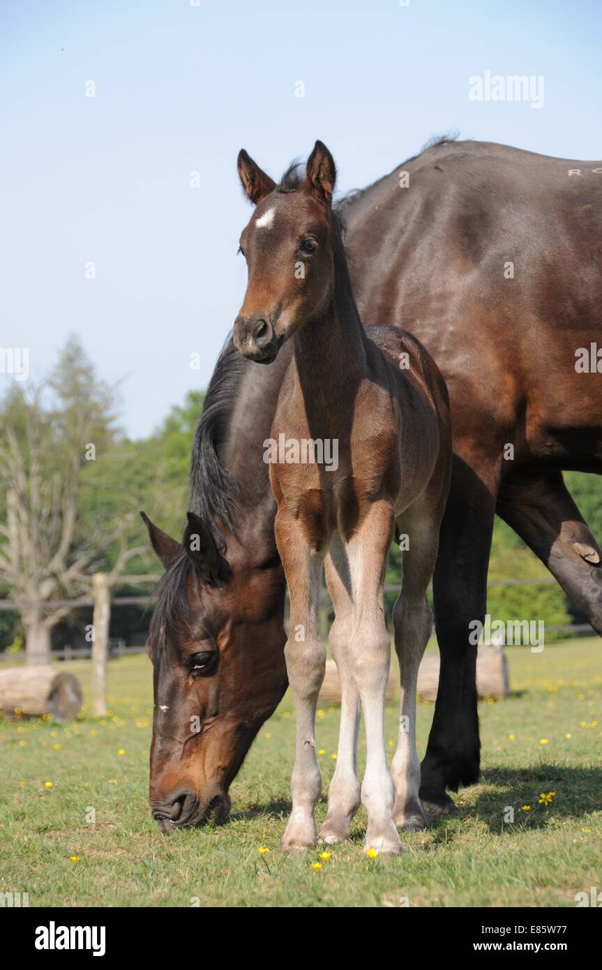 Jument avec poulain mangeant de l'herbe dans le paddock Banque de photographies et d’images à ...