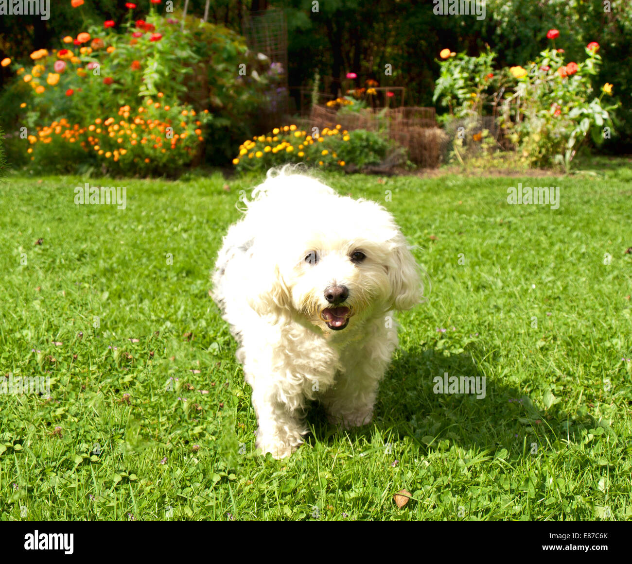 Dog maltese dog bichon maltais Banque de photographies et d’images à ...