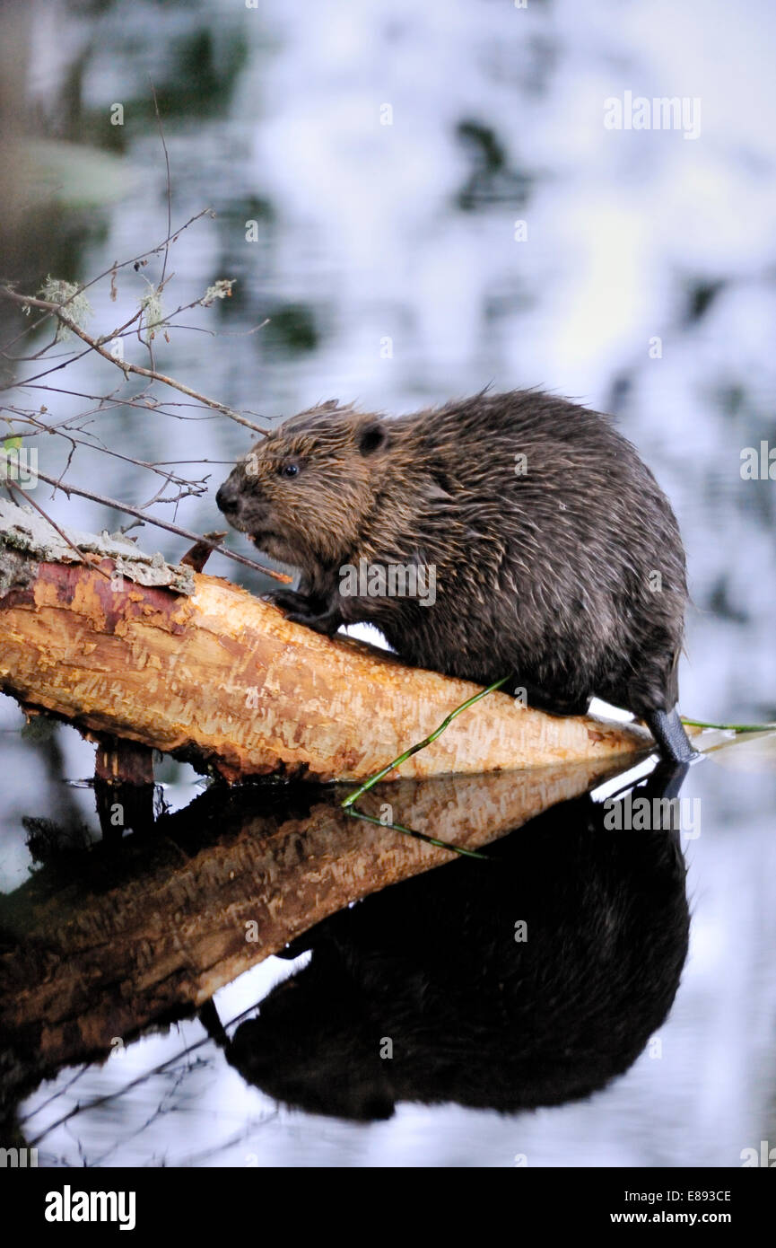 European beaver portrait Banque de photographies et d’images à haute ...