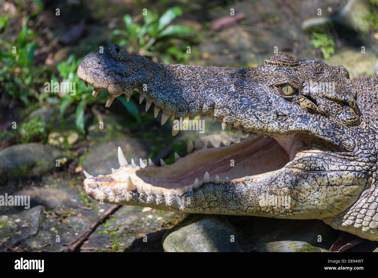 Crocodile face Banque de photographies et d’images à haute résolution ...