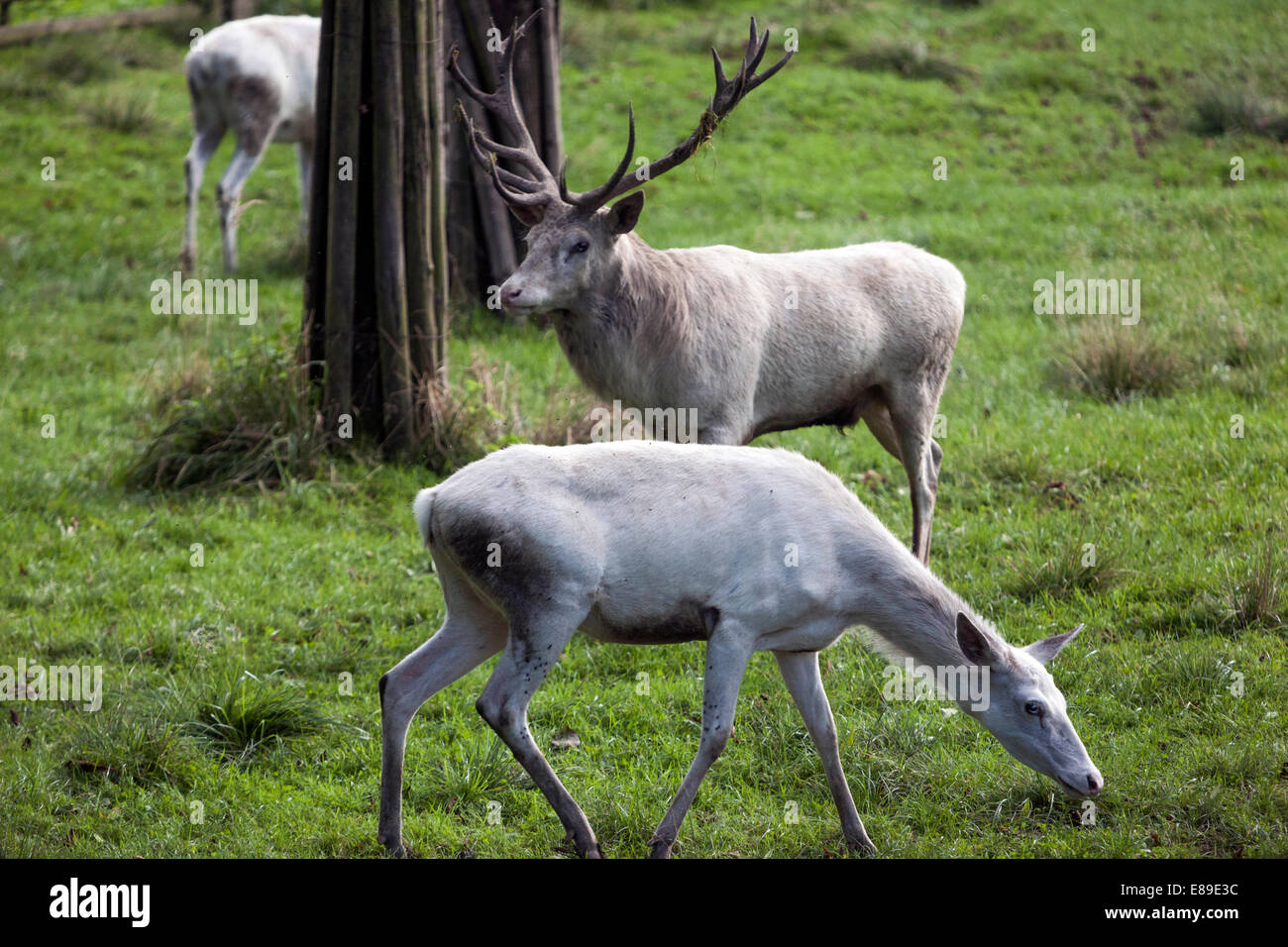 White red deer Banque de photographies et d’images à haute résolution ...