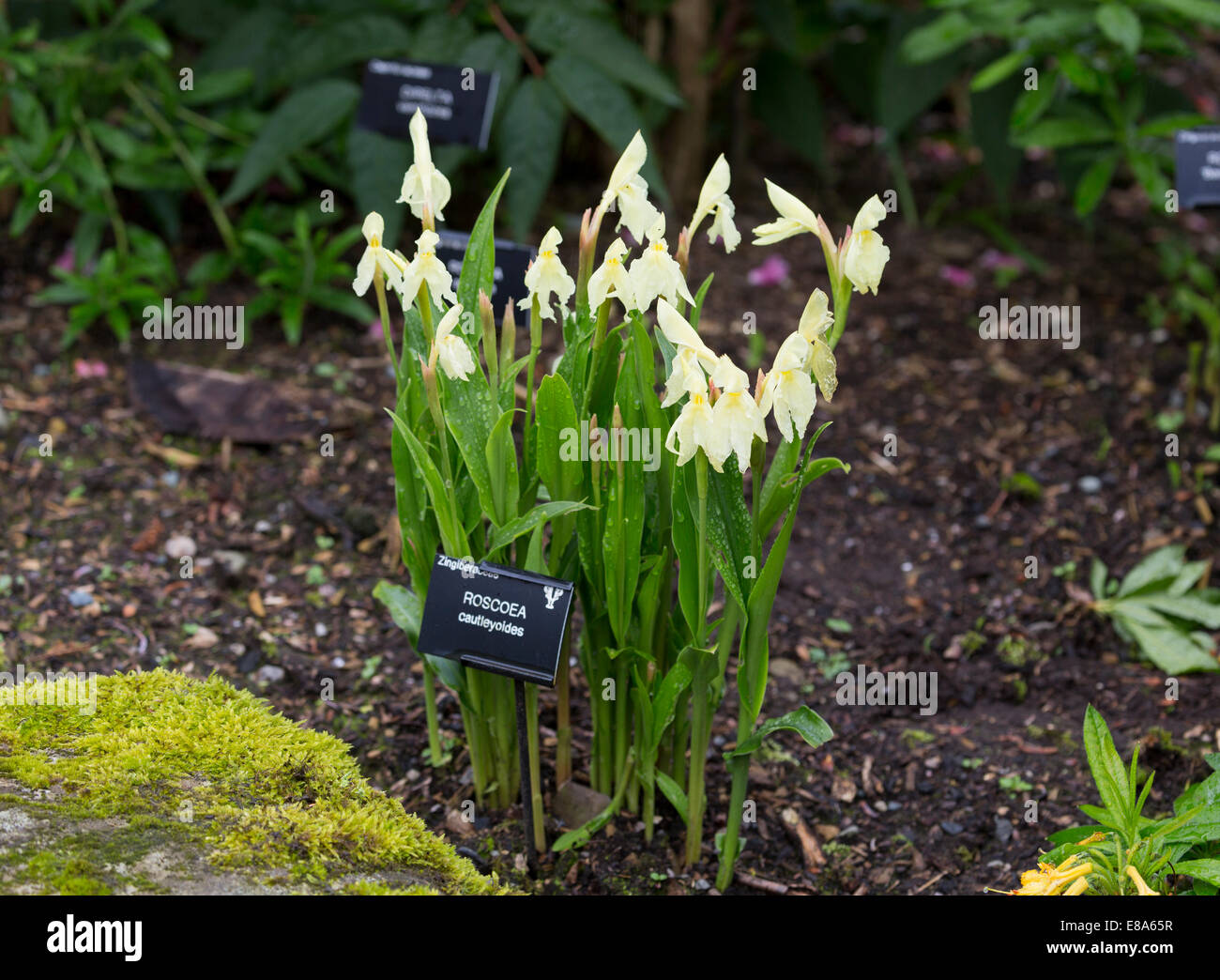 Hardy ginger Banque de photographies et d’images à haute résolution - Alamy