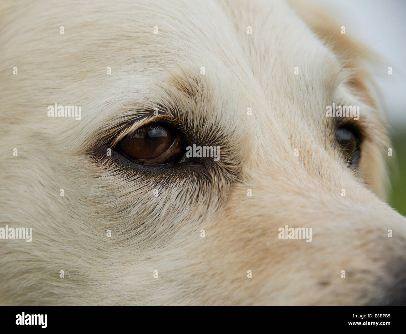 Chien blond labrador retriever Banque de photographies et d’images à ...