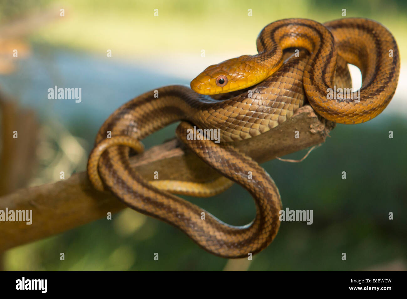 Serpent rat jaune lovés dans un palmier - Pantherophis alleghaniensis ...